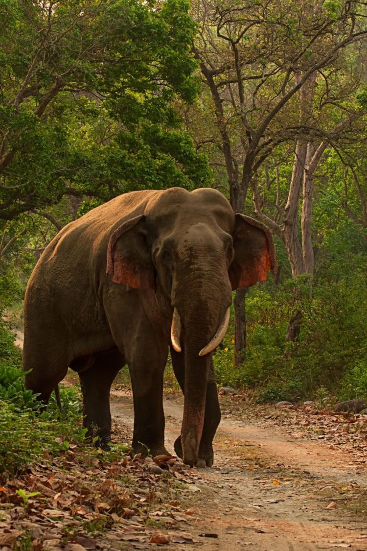 Experience wildlife in its natural habitat at Dalma Wildlife Sanctuary ...
